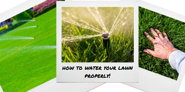 How to properly water your lawn to get the best lawn ever!