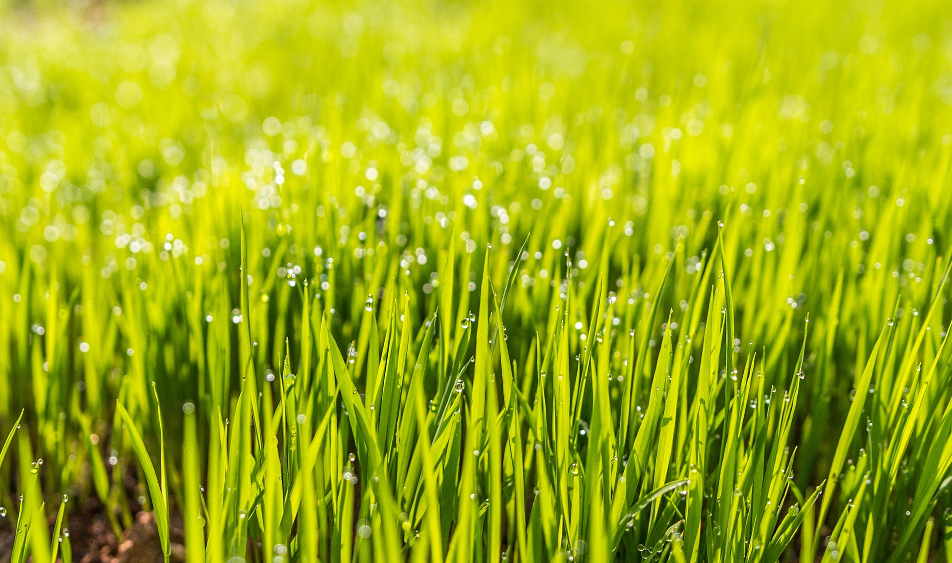 Spring Lawn Repair Strategies